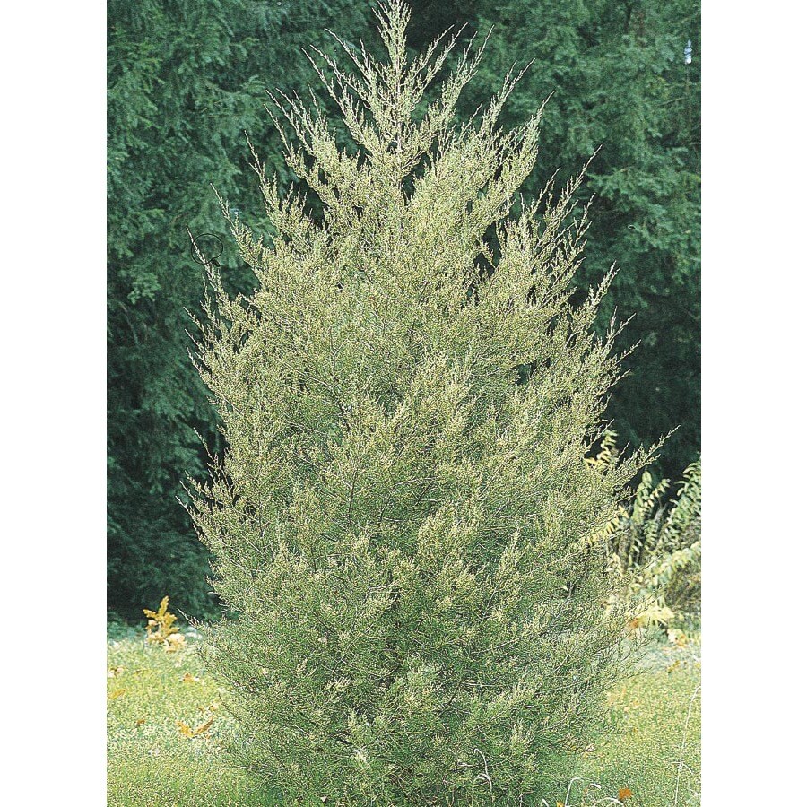 13-Gallon Red Cedar Screening Shrub in Pot (L10388) at Lowes.com