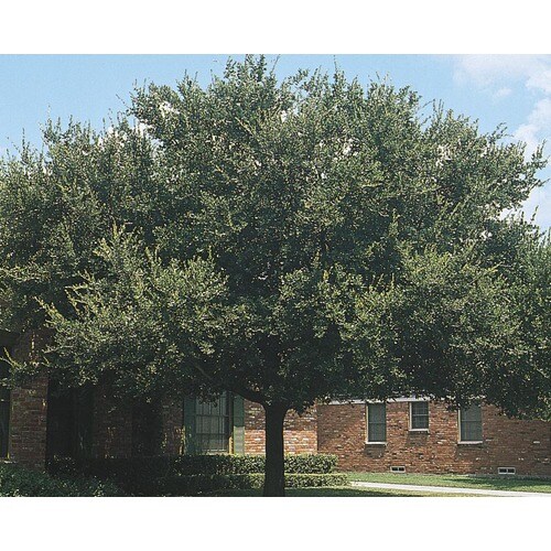 27.17-Gallon Live Oak Shade Tree in Pot (L3670) in the Trees department ...