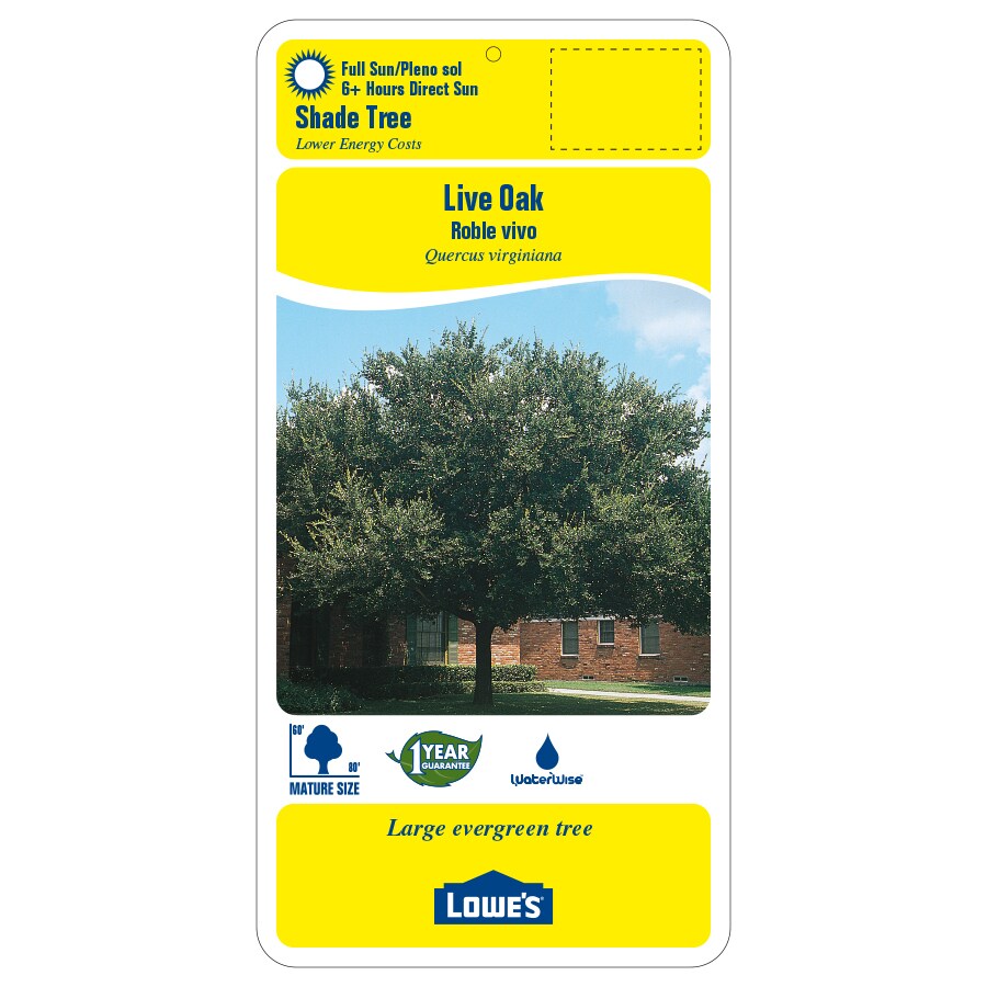 45.28-Gallon Live Oak Shade Tree in Pot (With Soil) (L3670) in the ...