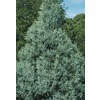 6.09-Gallon Carolina Sapphire Cypress Screening Tree (L7632) at Lowes.com