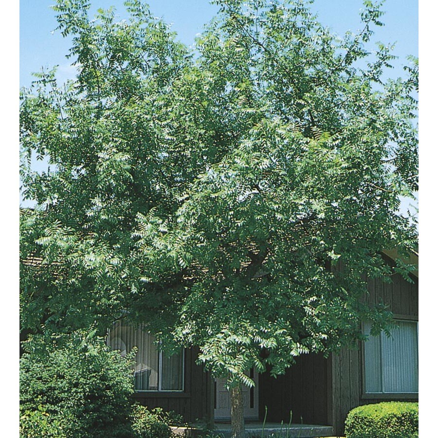 45.28-Gallon Chinese Pistache Shade Tree in Pot (With Soil) (L1089) at ...