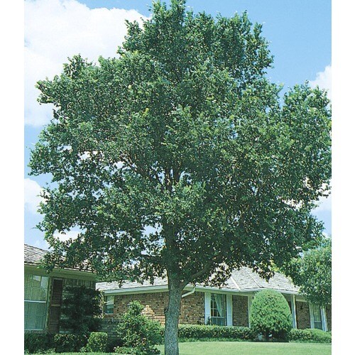 3.74-Gallon Cedar Elm Shade Tree in Pot (With Soil) (L1416) in the ...
