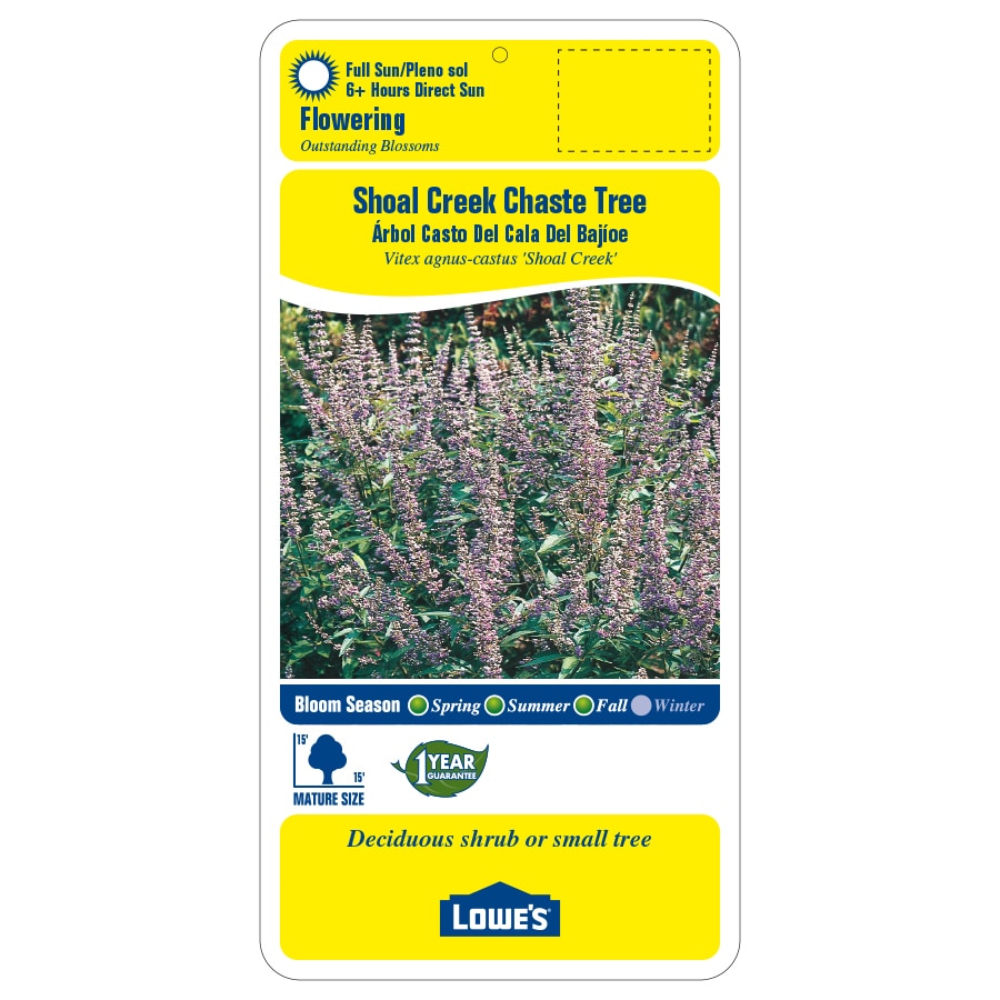 3.74-Gallon Purple Shoal Creek Chaste Flowering Tree in Pot (With Soil ...