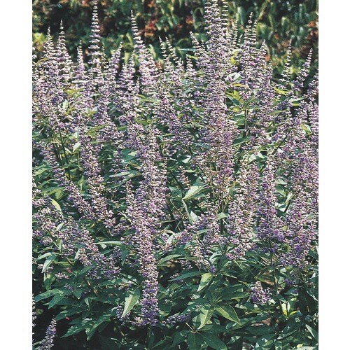 3.74-Gallon Purple Shoal Creek Chaste Flowering Tree in Pot (With Soil ...