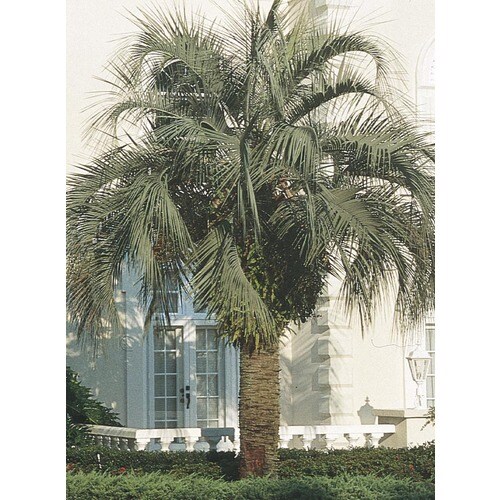 6.09-Gallon in Pot Pindo Palm (L6017) in the Tropical Plants department ...