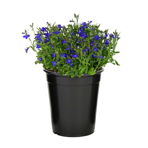 1-Pint Lobelia (L9900) at Lowes.com