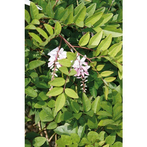 2-Quart Pink Chinese Indigo Accent Shrub in Pot (Lw02533) in the Shrubs ...