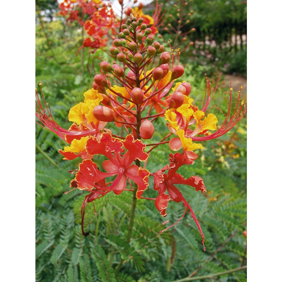 2-Gallon Multicolor Pride Of Barbados Flowering Shrub in Pot (L11814 ...