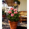 1.75-Gallon Multicolor Geranium in Planter (L5450) at Lowes.com