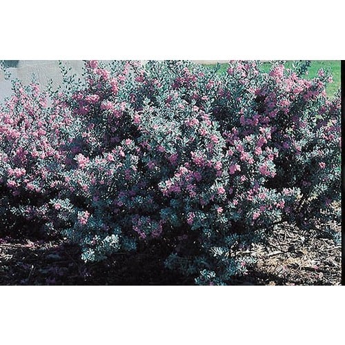 5-Gallon Purple Silverado Sage Flowering Shrub in Pot (L8621) in the ...
