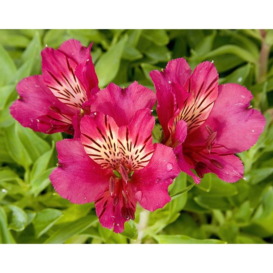 Monrovia 1.6-Gallon in Pot Princess Lilies Ivana at Lowes.com