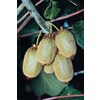 Monrovia Kiwi Vine Vincent (Female) at Lowes.com