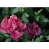 Monrovia Pink Collie Mullens Rose Of Sharon Flowering Shrub in Pot ...