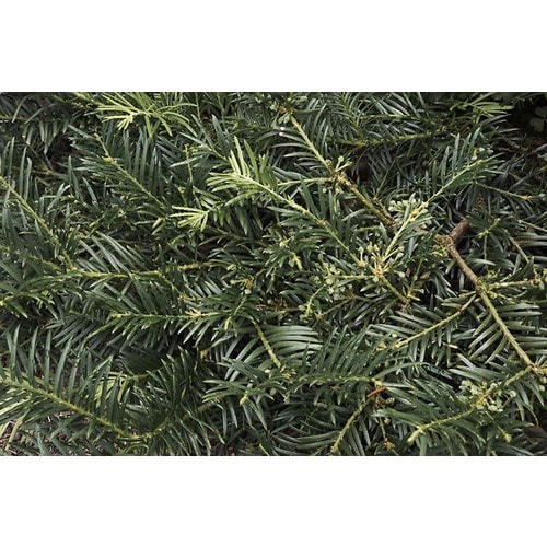 Monrovia Duke Gardens Japanese Plum Yew Foundation/Hedge Shrub in Pot ...