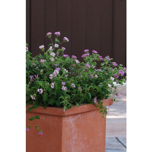 Monrovia 1-Gallon Lavender Swirl Trailing Lantana Patio Tree in the ...