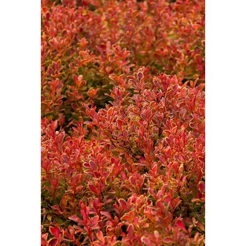 Monrovia 1.6-Gallon Golden Ruby Barberry Accent Shrub in Pot in the ...