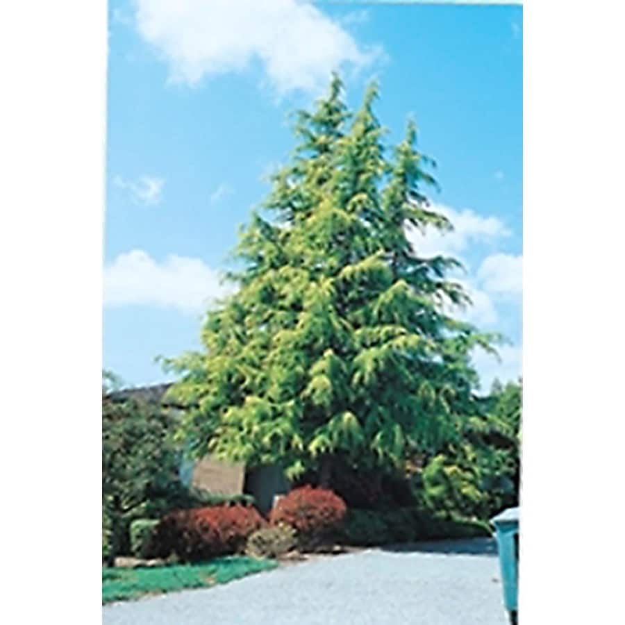 Monrovia Golden Deodar Cedar Screening Shrub in Pot (With Soil) at ...
