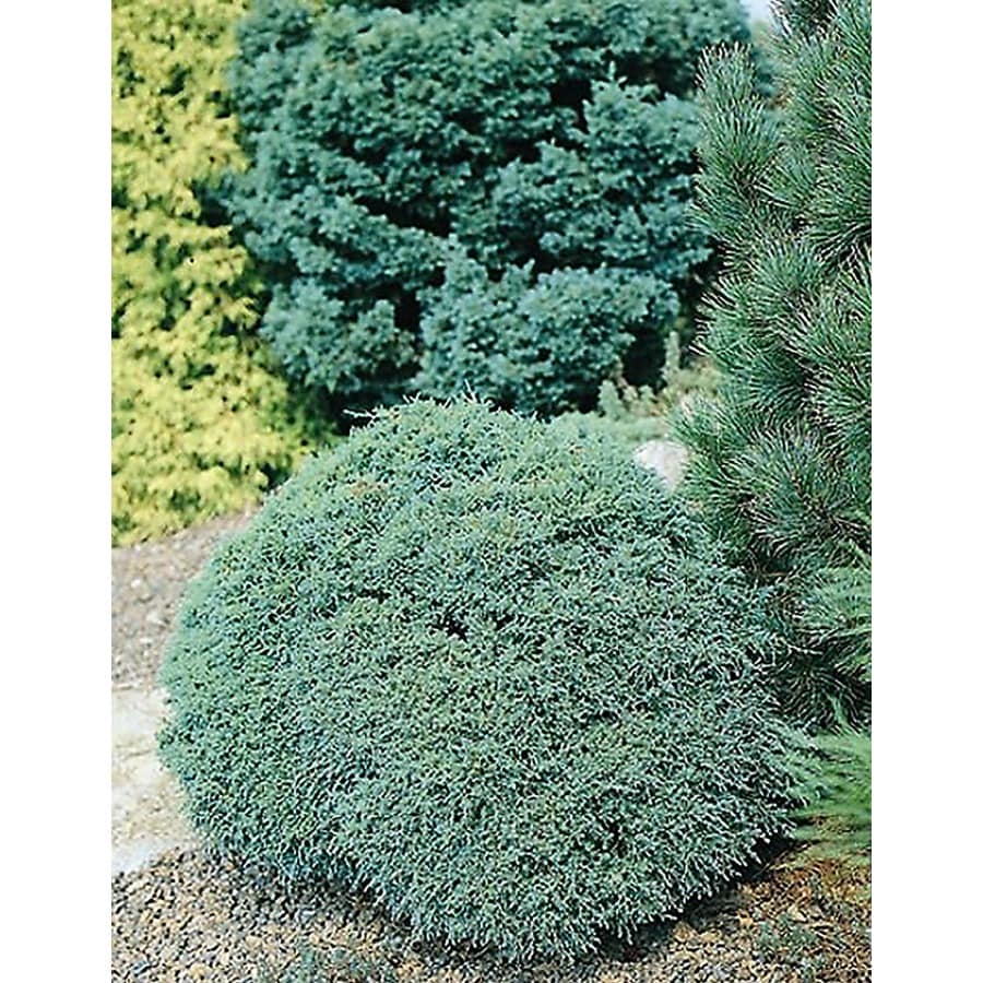 Monrovia Miniature Moss False Cypress Foundation/Hedge Shrub in Pot ...