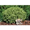 Monrovia Yellow Phantom Cotoneaster P19257 Flowering Shrub in Pot (With ...