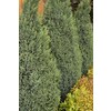 Monrovia Snow White Port Orford Cedar Foundation/Hedge Shrub in Pot ...