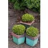 Monrovia White Hebe Jasper Flowering Shrub in Pot (With Soil) at Lowes.com