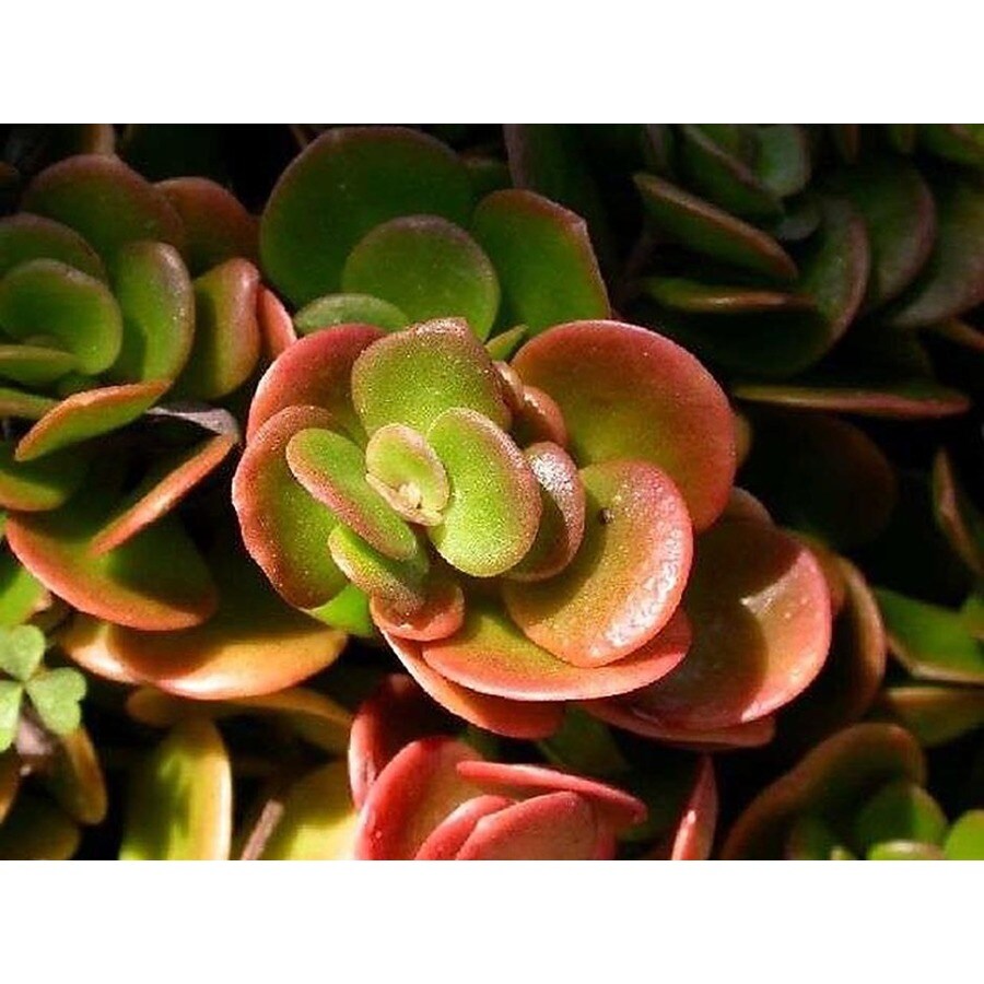 Monrovia Sedum Tetractinum 'Coral Reef' in at Lowes.com