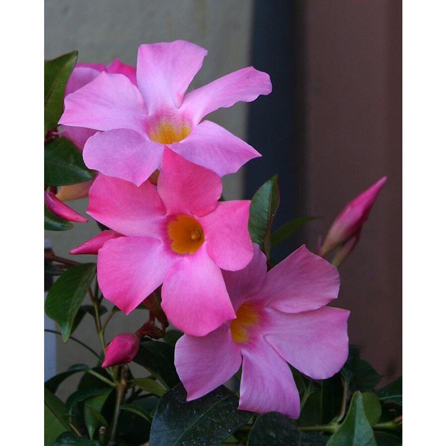Monrovia Sun Parasol Pretty Pink Mandevilla at Lowes.com