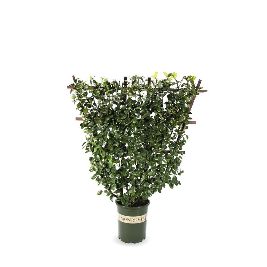 Monrovia 3.58-Gallon Manhattan Euonymus Foundation/Hedge Shrub in Pot ...