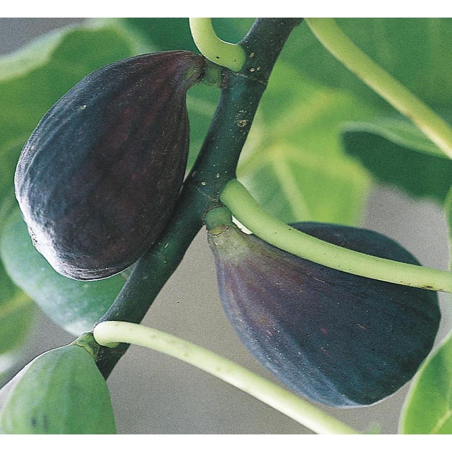 Shop Monrovia Mission Fig at Lowes.com