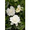 Monrovia 3.58-Gallon White First Love Gardenia Flowering Shrub in Pot ...