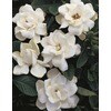 Monrovia White Mystery Gardenia Flowering Shrub in Pot (With Soil ...