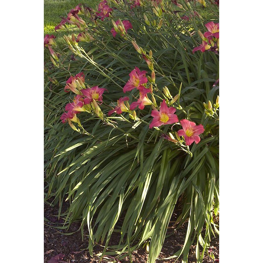 Monrovia 3-Quart Little Business Dwarf Daylily at Lowes.com