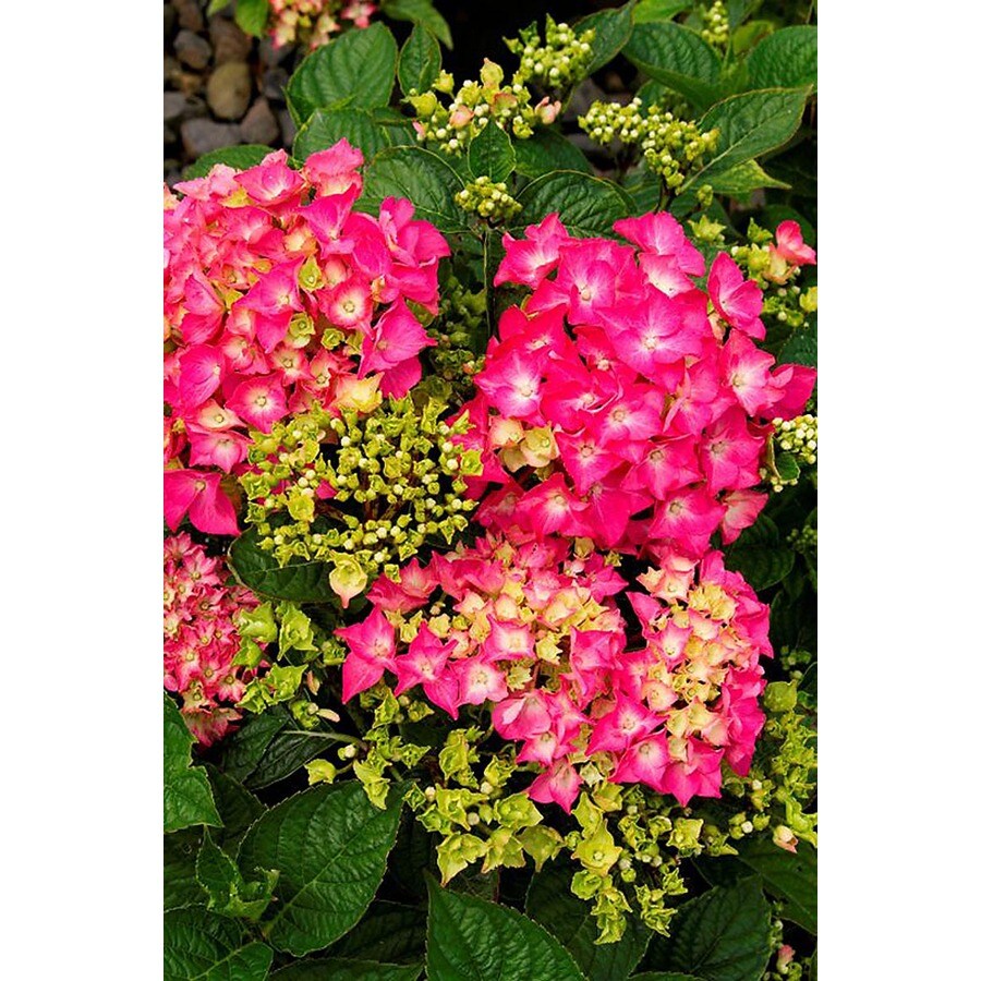Monrovia Pink Elf French Hydrangea Flowering Shrub in Pot (With Soil ...