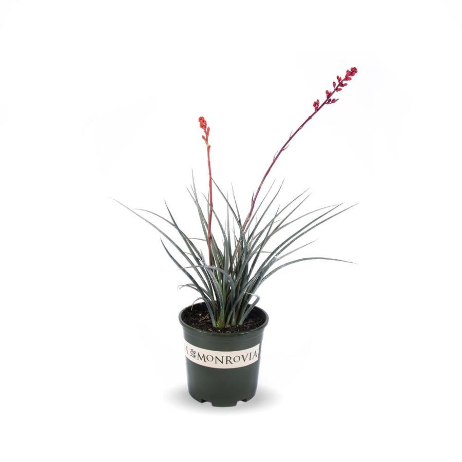 Monrovia 1.73-Gallon Coral Coral Glow Texas Yucca Feature Shrub in Pot ...