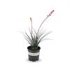 Monrovia 1.73-Gallon Coral Coral Glow Texas Yucca Feature Shrub in Pot ...