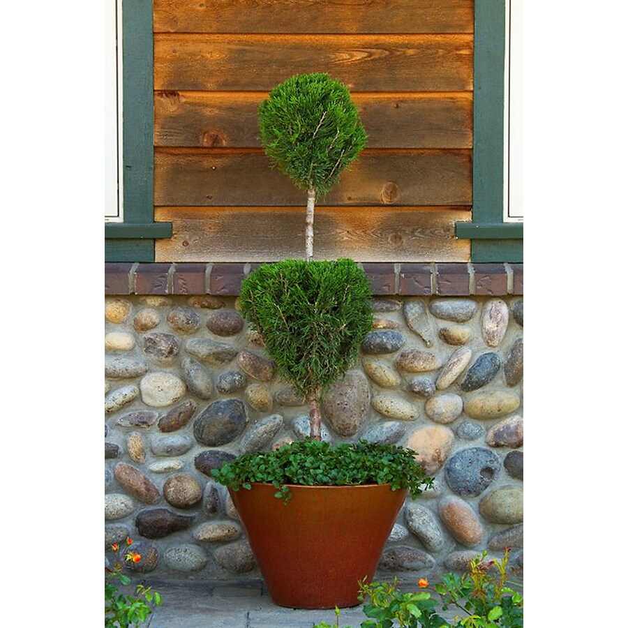 Monrovia Green Columnar Juniper 2-Tier Poodle Screening Shrub in Pot ...
