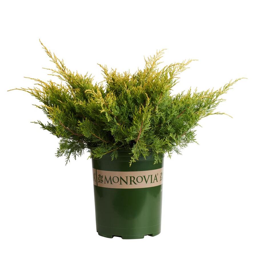 Monrovia Sea Of Gold Juniper P17622 Foundation/Hedge Shrub in Pot (With ...