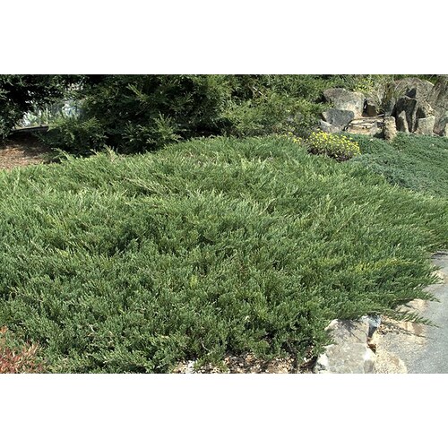Monrovia Youngstown Andorra Juniper Foundation/Hedge Shrub in Pot (With ...