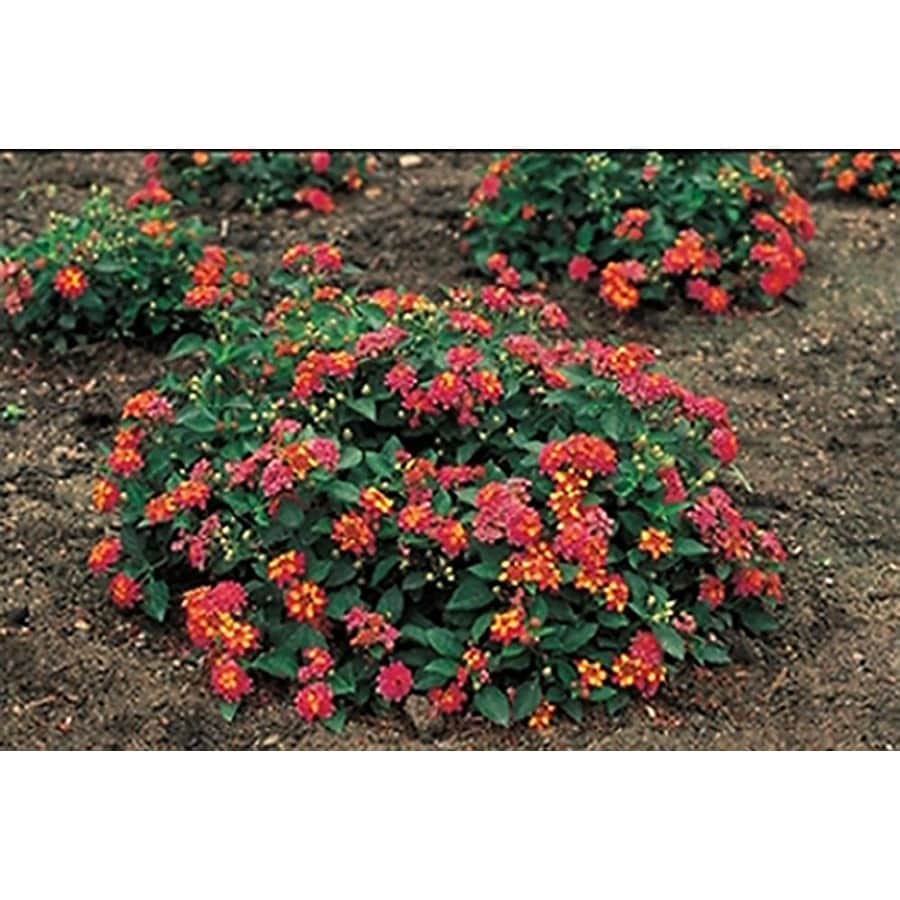 Monrovia 2.6-Quart in Patriot Rainbow Compact Lantana at Lowes.com