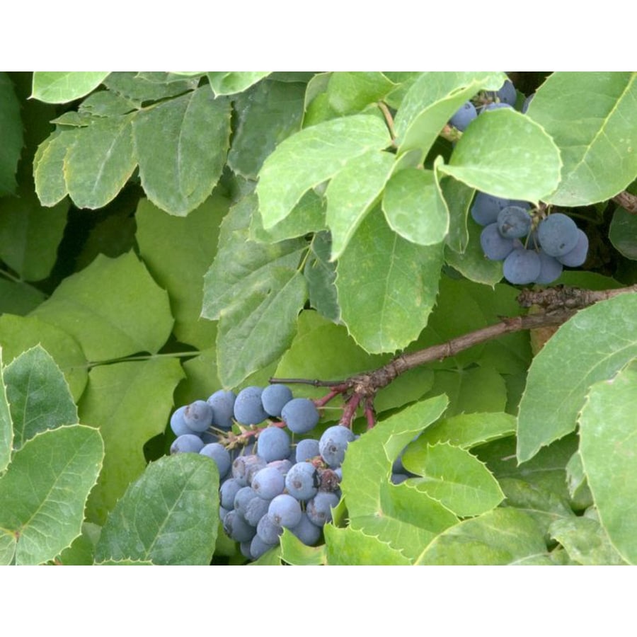Monrovia Yellow Creeping Mahonia Flowering Shrub in Pot (With Soil) at ...