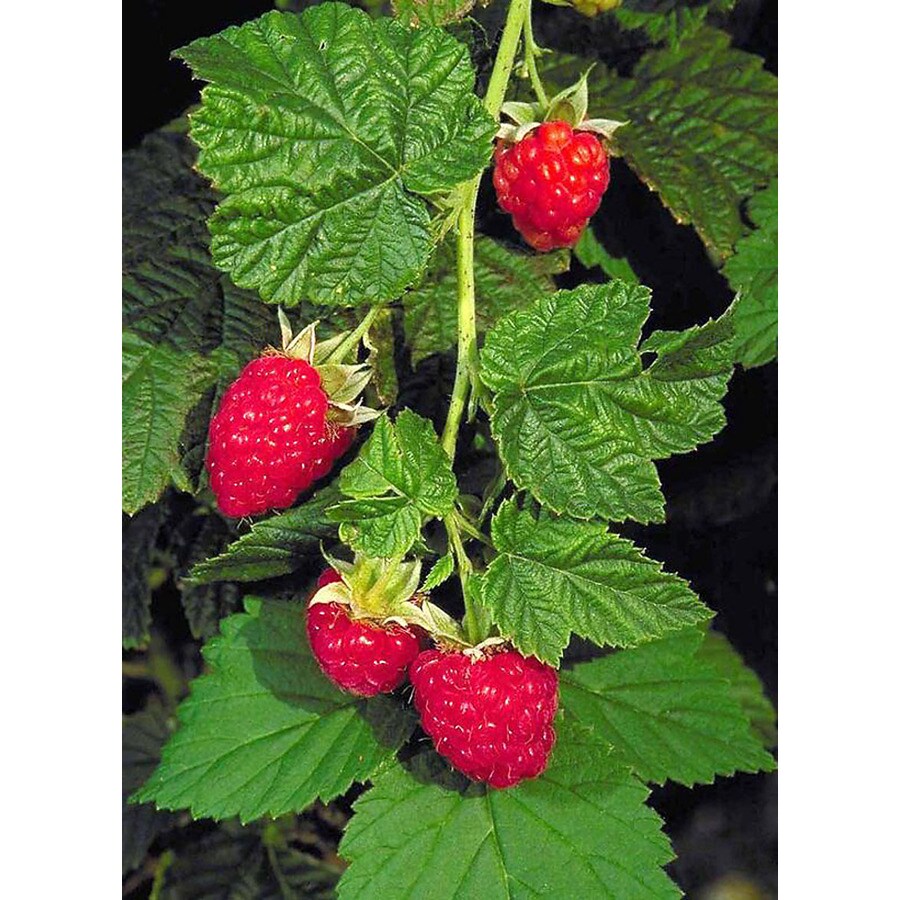 Shop Monrovia 2.6-Quart White Canby Red Raspberry Flowering Shrub at ...