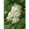 Monrovia White Angel White Lilac Flowering Shrub in Pot (With Soil) at ...