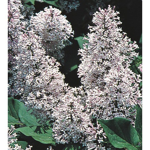 Butterfly Bush Miss Kim