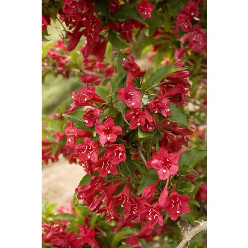 Monrovia Red Red Prince Weigela Flowering Shrub in In Pot (With Soil ...