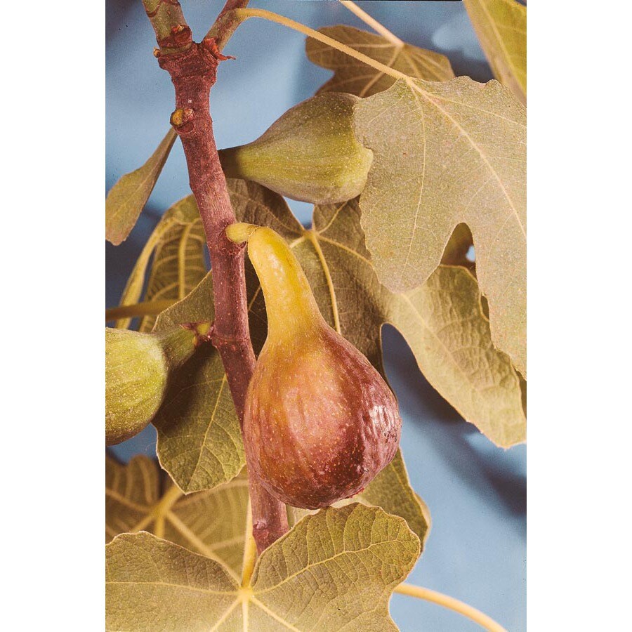 Ficus Carica 'Brown Turkey' Tree (L3491) at Lowes.com