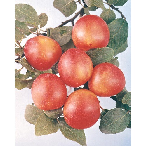 Prunus Salicina 'Bruce' Semi-dwarf Tree (L6335) in the Fruit Plants ...