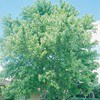 5.5-Gallon Silver Maple Shade Tree in Pot (With Soil) (L1124) at Lowes.com