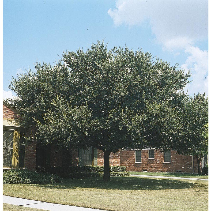 Shop 435 Gallon Live Oak Shade Tree L3670 At