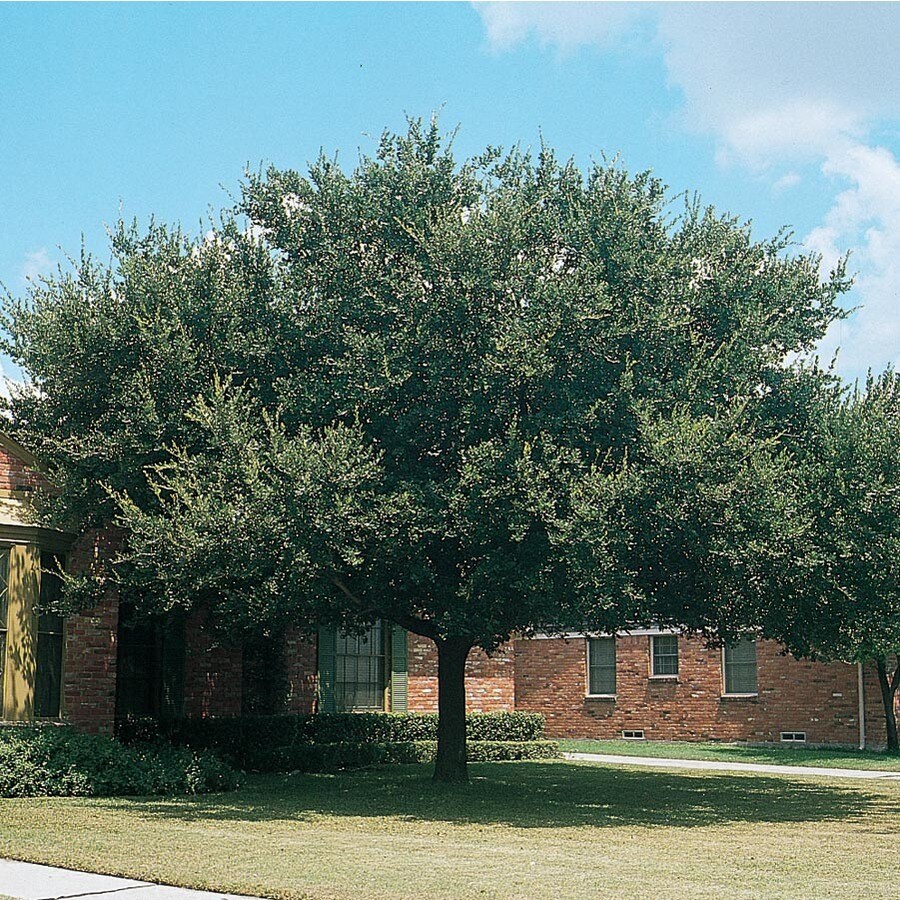 24.5-Gallon Live Oak Shade Tree (L3670) at Lowes.com