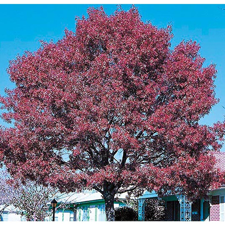 5.5-Gallon Shumard Oak Shade Tree in Pot (L1085) in the Trees ...